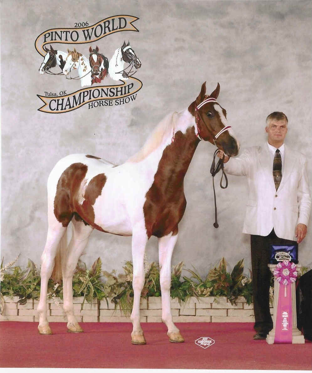 Stallions:Circle C Saddlebreds -Home of World Champion Pintos